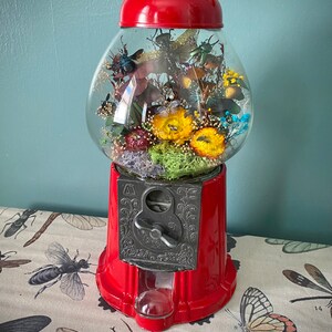 Real Insect Gumball Machine - Etsy