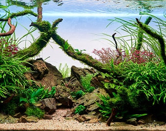 Terrarium Background - Etsy