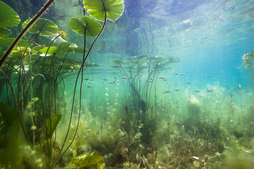 Lily Pads Underwater