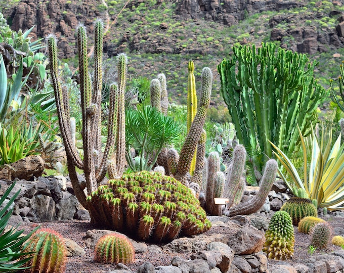 Personalized Magnetic Full Size License Plate Magnet Any State - Etsy