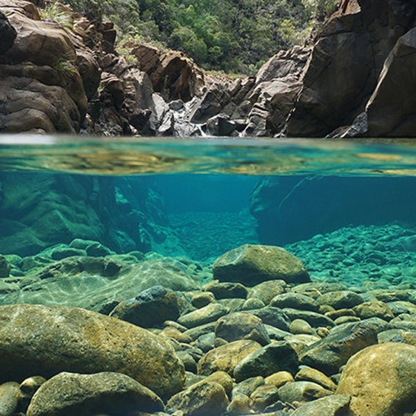 Turtle Tank Background - Etsy