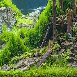 Aquarium / Terrarium Background / Rocky With Plants - Etsy