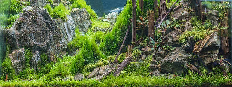 Aquarium / Terrarium Background / Rocky With Plants - Etsy
