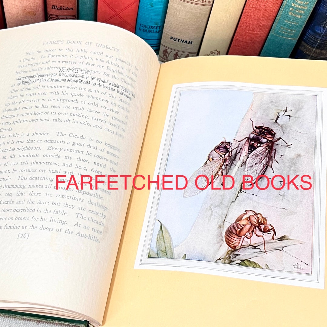 1937 Edition Fabre's Book of Insects by Mrs. Rodolph Stawell Beautiful ...