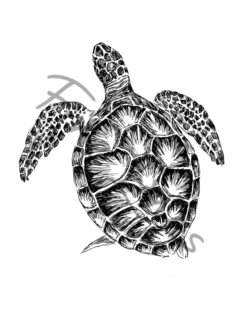 Turtle Drawing Sea Life Print Sea Turtle Wall Art Turtle | Etsy