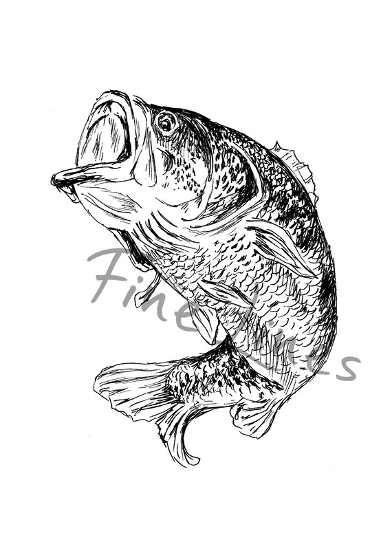 Striped Bass Coloring Pages
