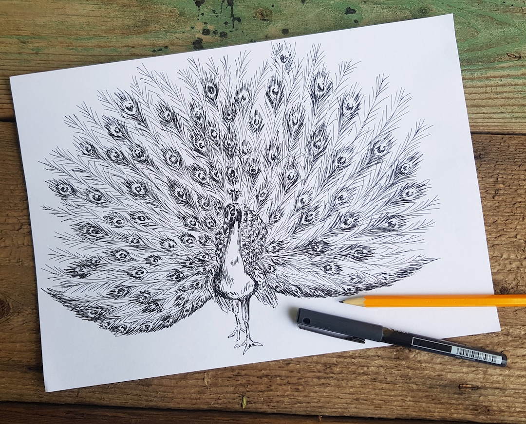 Peacock Dancing Sketch