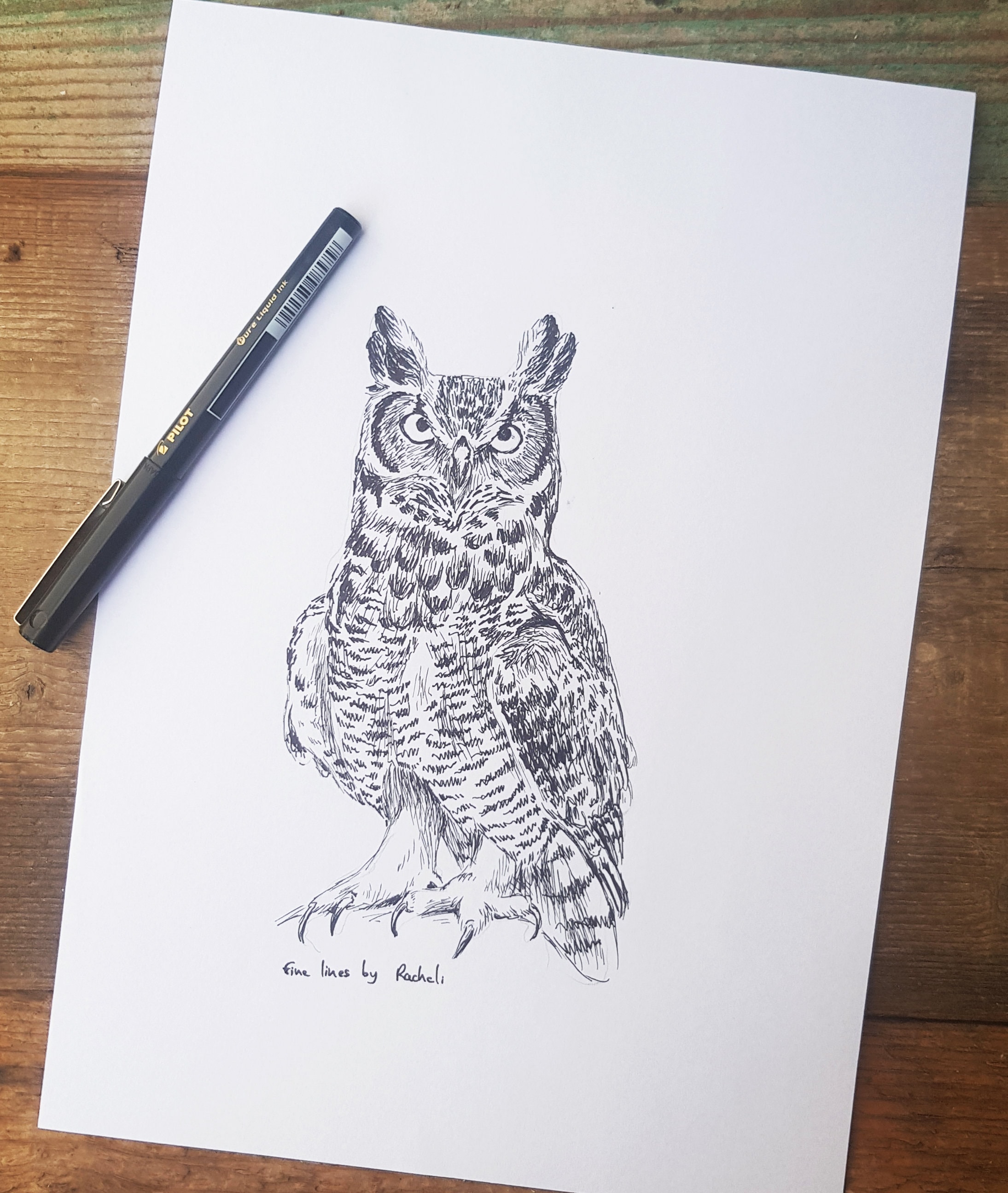 Great Horned Owl Sketches