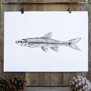 Minnow Printable, Cute Fish Poster, Sea Life Art, Nursery Decor, Minnow ...