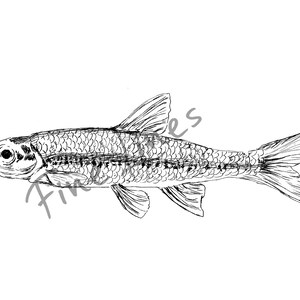 Minnow Printable, Cute Fish Poster, Sea Life Art, Nursery Decor, Minnow ...