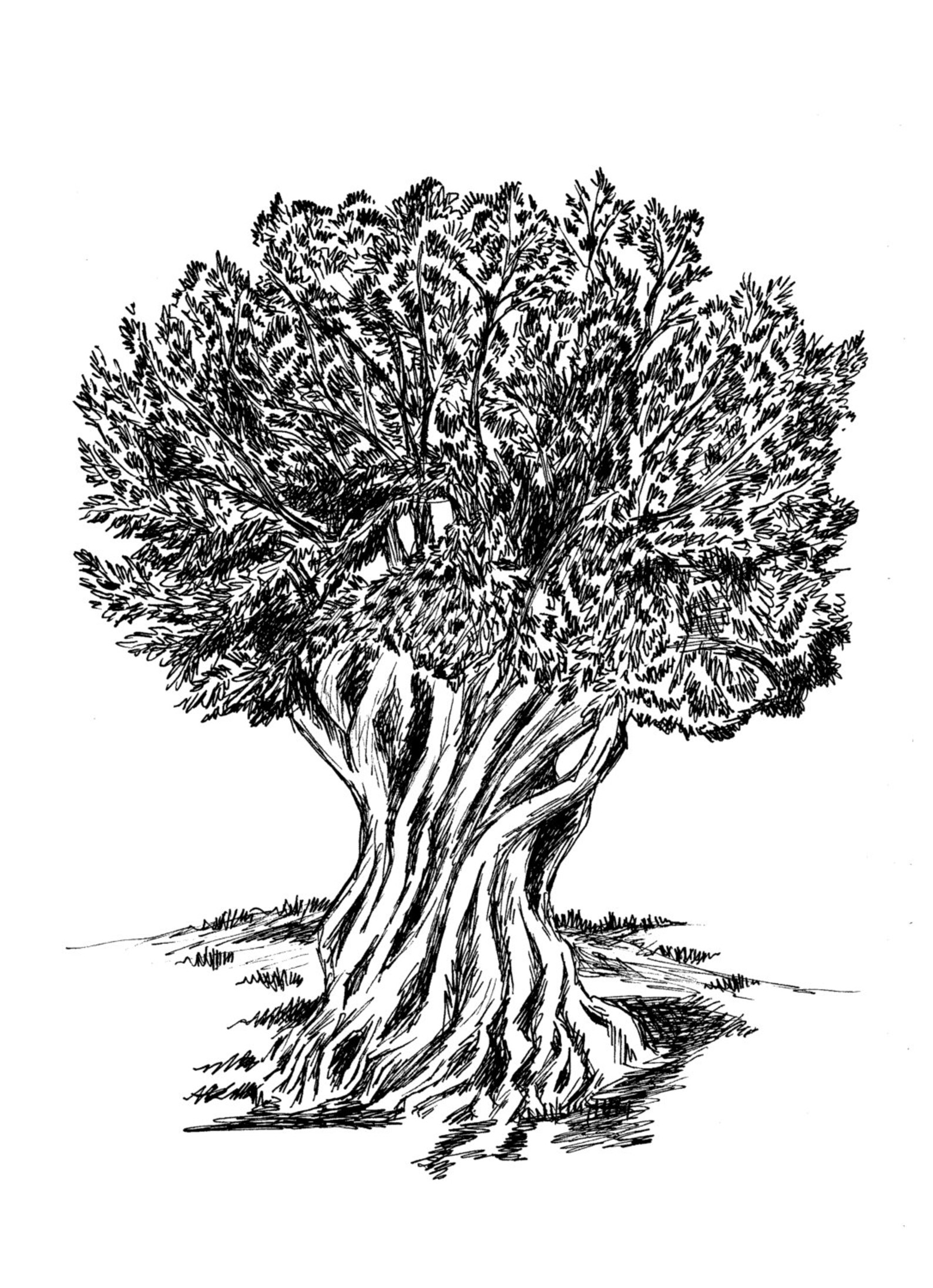 Olive Tree Paintings Tree Print Printable Wall Art Nature | Etsy