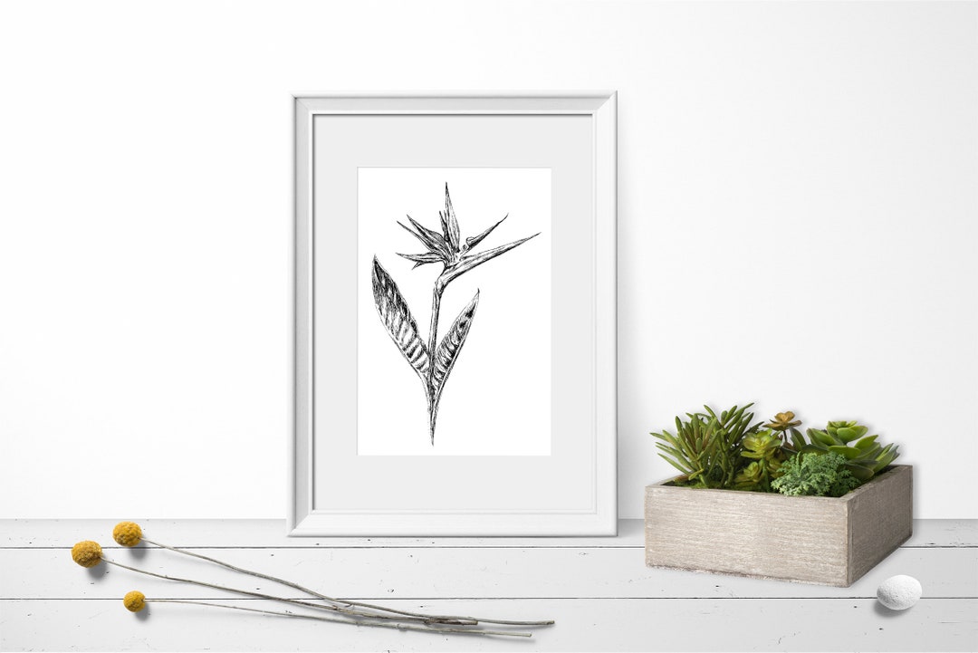 Bird of Paradise Flower, Strelitzia Flower, Drawing Art Print ...
