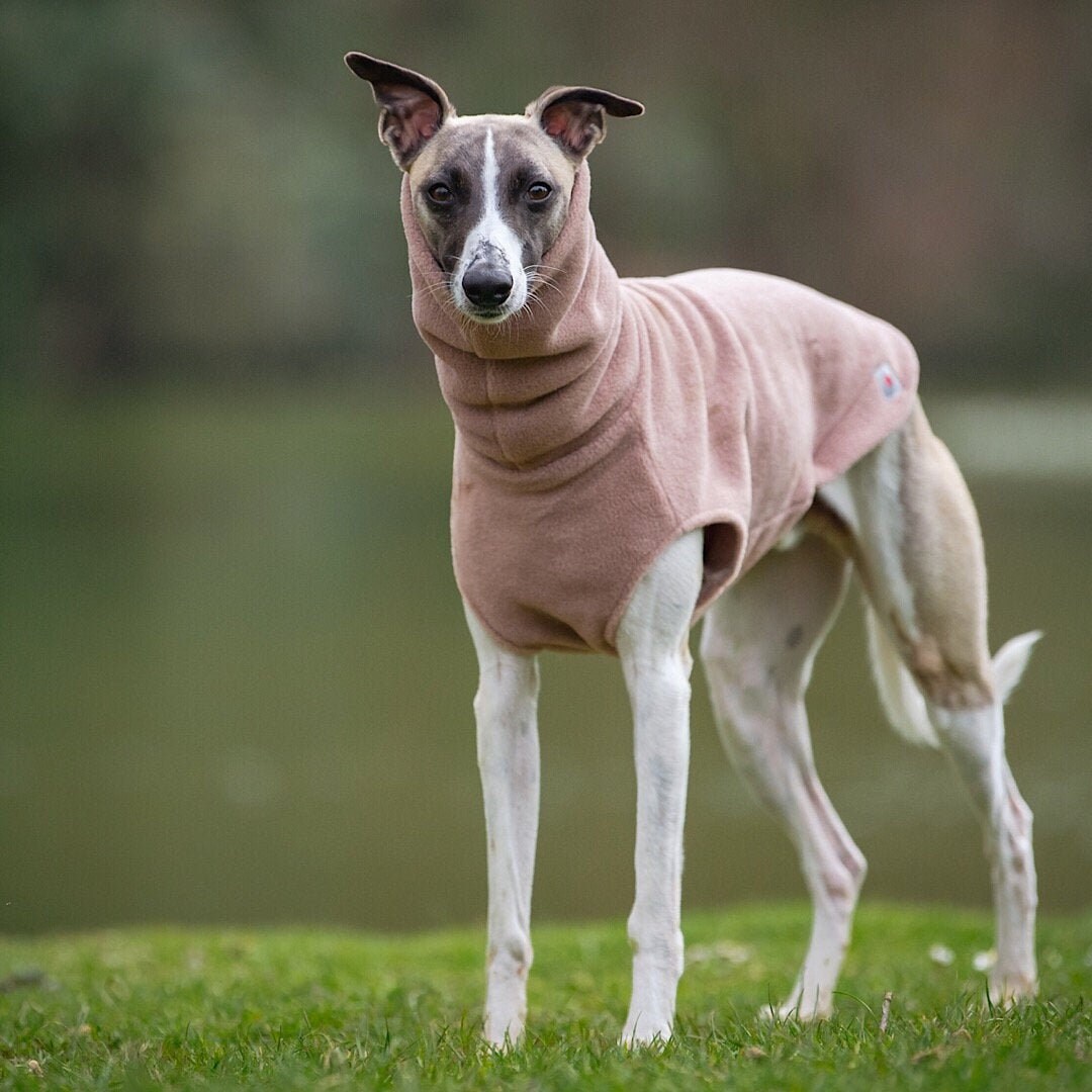 Whippet Fleece Jumper light Colours - Etsy