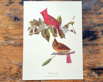 Cardinal Art Print - Etsy