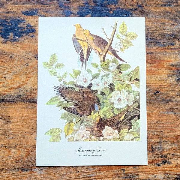 Audubon Mourning Dove Print - Etsy