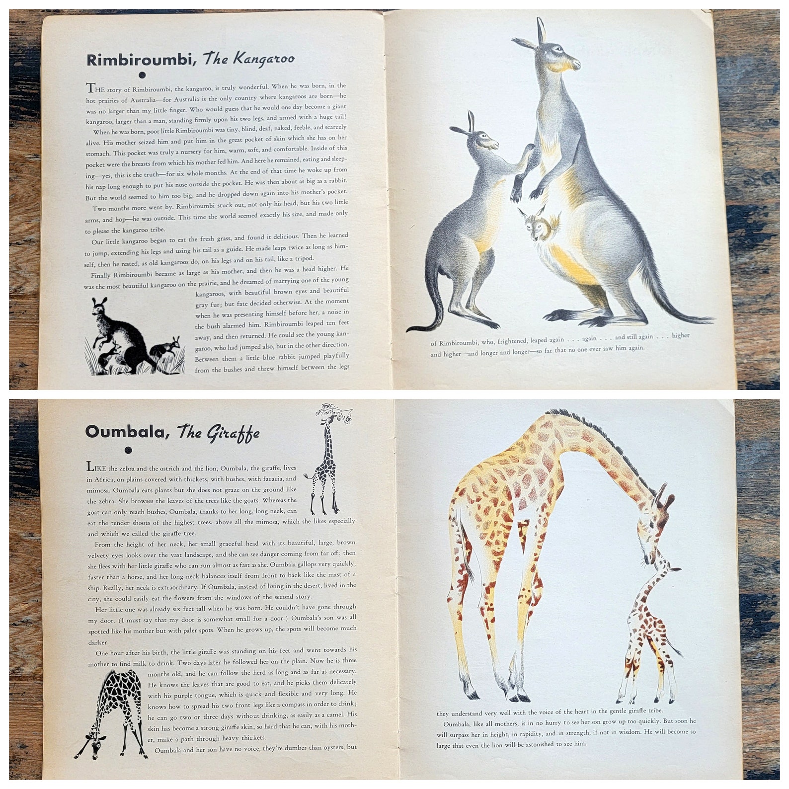 Wild Animals and Their Little Ones A 1933 Pere Castor Book - Etsy