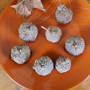 7 Large Organic Burr OAK FRINGED ACORNS W Caps Beanie & Stem Giant Real ...