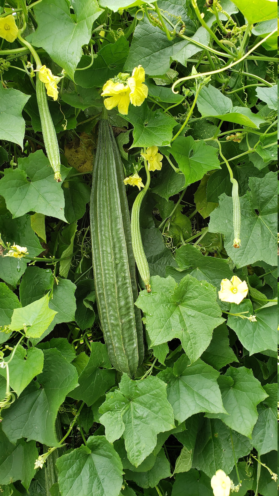 Luffa Acutangula Seeds: Vining Okra, Edible Vegetable, Bath Loofah - Etsy