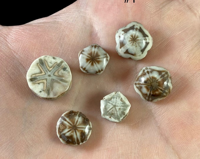 Ultra Rare Polished Crinoid Fossils Lot/ 6 Pieces - Etsy