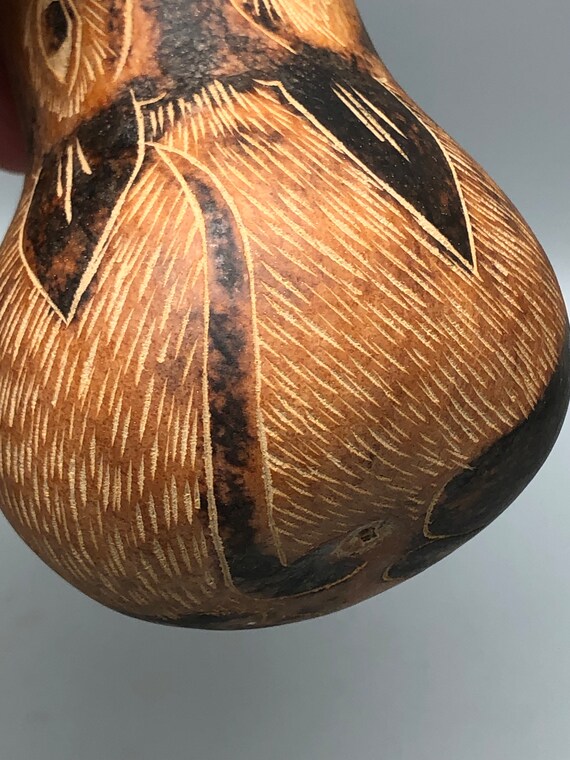 Zebra Gourd
