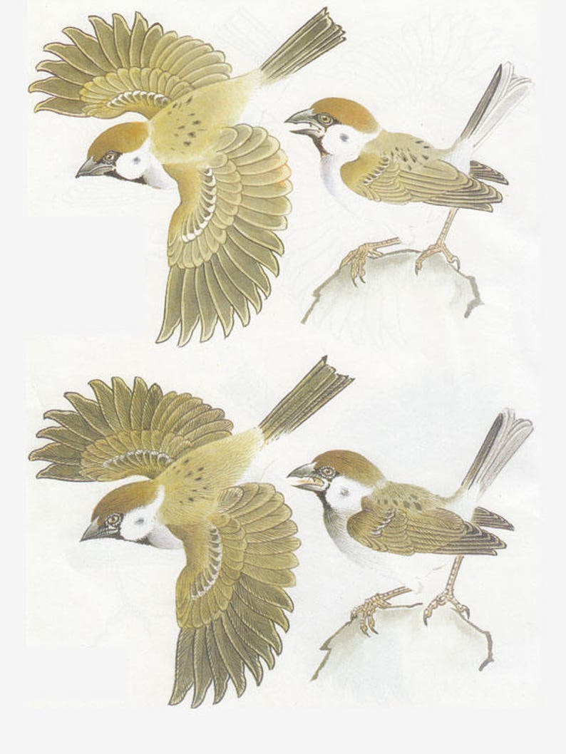 Chinese Sparrows Line Drawing 13-PNG Digital Download Clip - Etsy Ireland