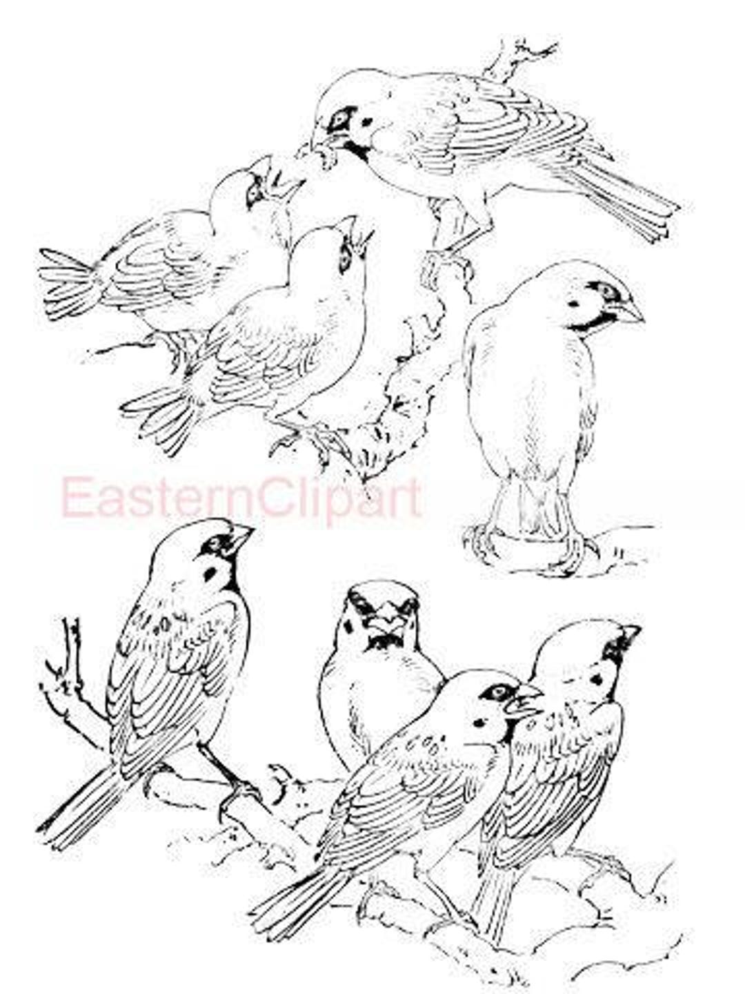 Chinese Sparrows Line Drawing 13-PNG Digital Download Clip - Etsy Ireland