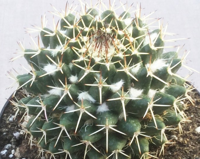 Medium Mammillaria Nejapensis, Silver Arrows Cactus, Live Succulent ...