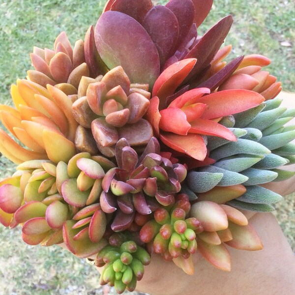 Colorful Succulents - Etsy