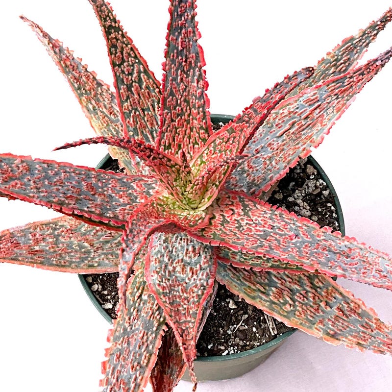 AnniesGardenAndPatio - Etsy