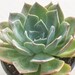 6" Blue Prince Echeveria, Live Succulent Plant, Succulent, Succulents ...