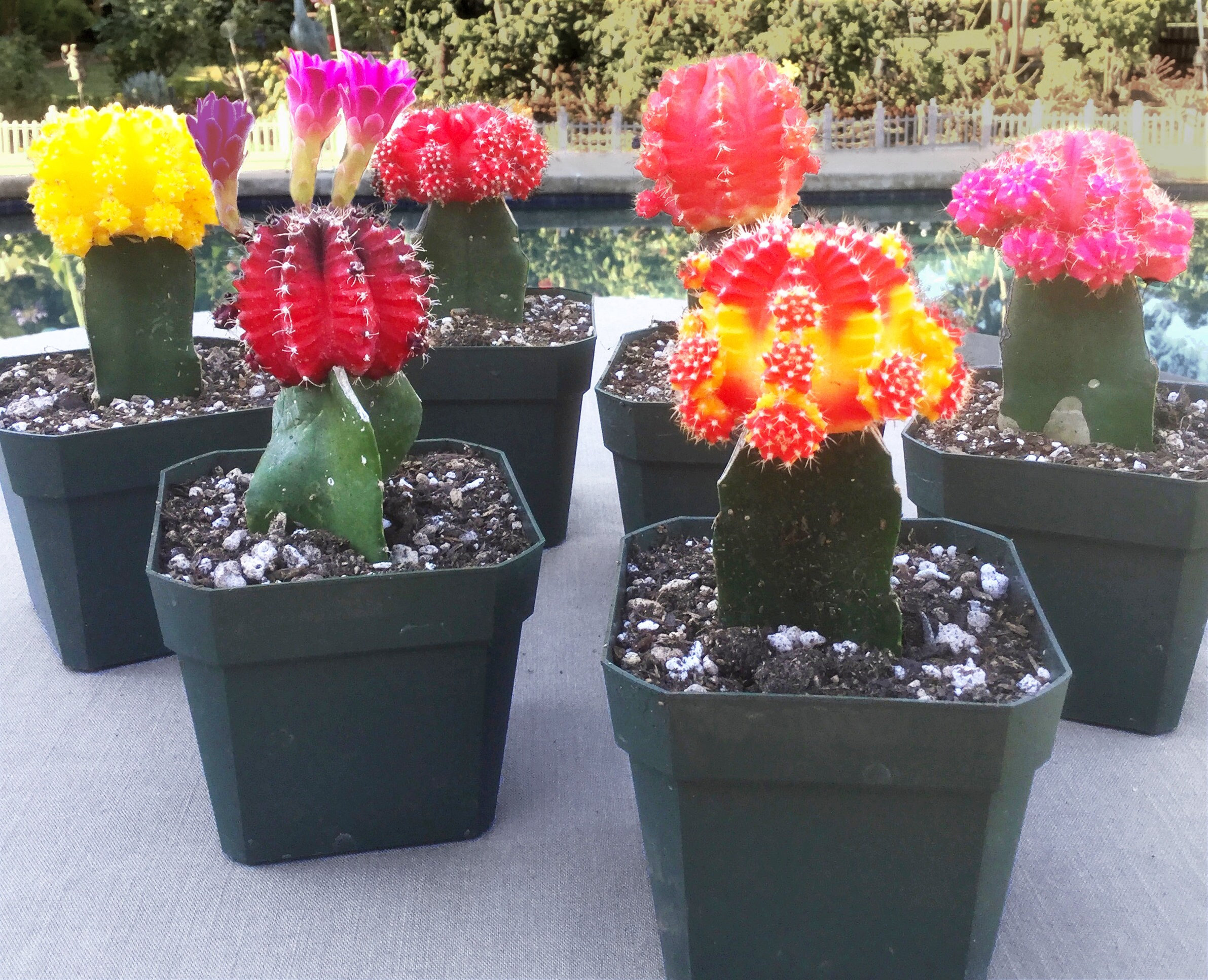 Moon Cactus Colors