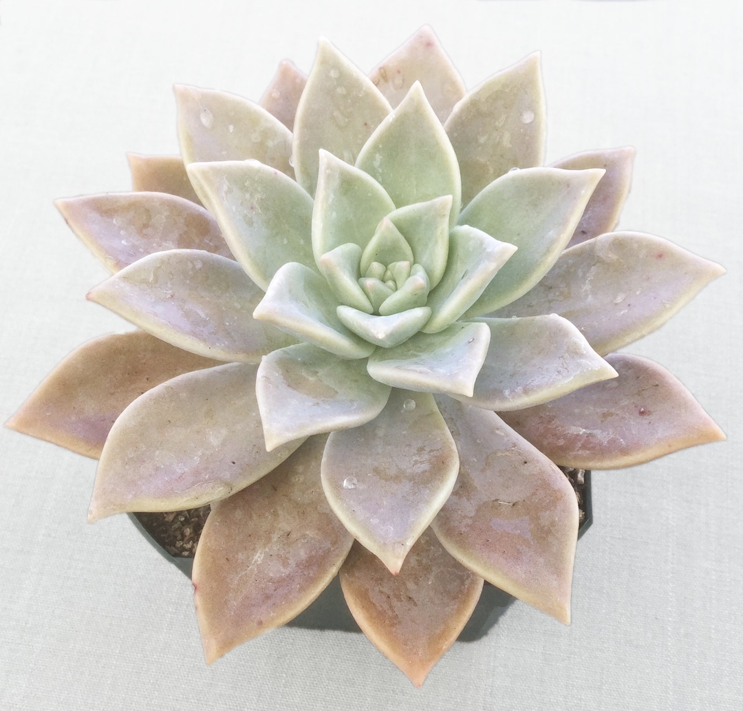 Large Ghost Plant (graptopetalum Paraguayense), Graptopetalum, Live ...