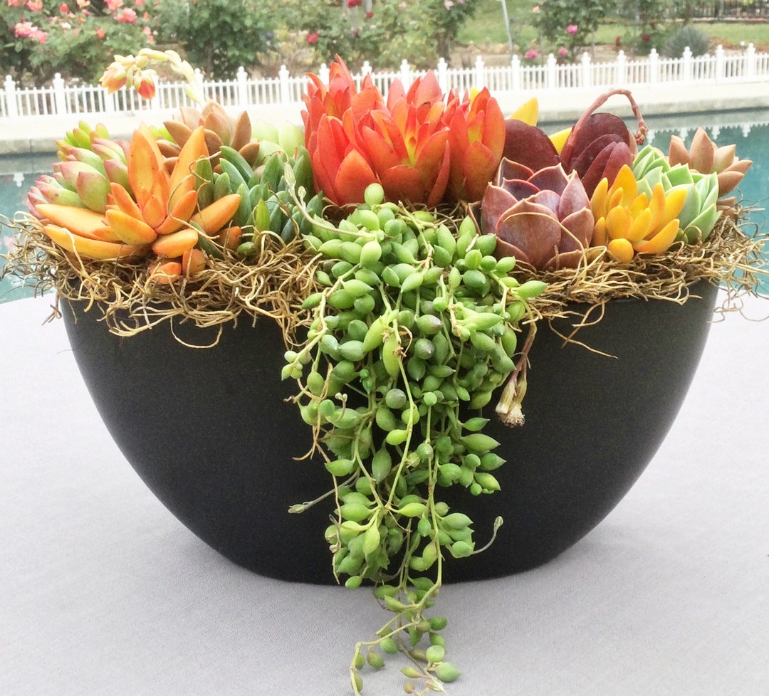 Colorful Live Succulent Arrangement in Elegant Black Ceramic - Etsy