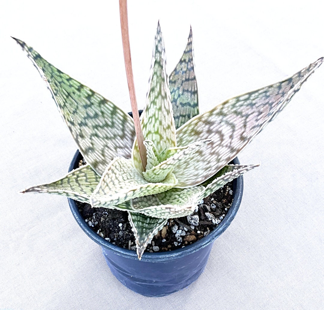 Aloe "delta Lights", Live Succulent Plant, Rare Aloe, Succulent, Rare ...