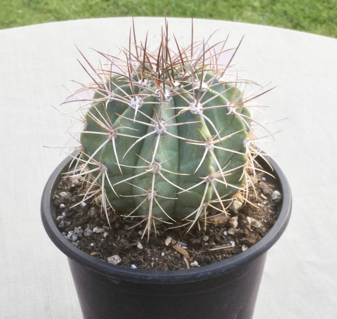 Melocactus Azureus: Blue Turk's Cap Cactus, 3" Live Cactus - Etsy