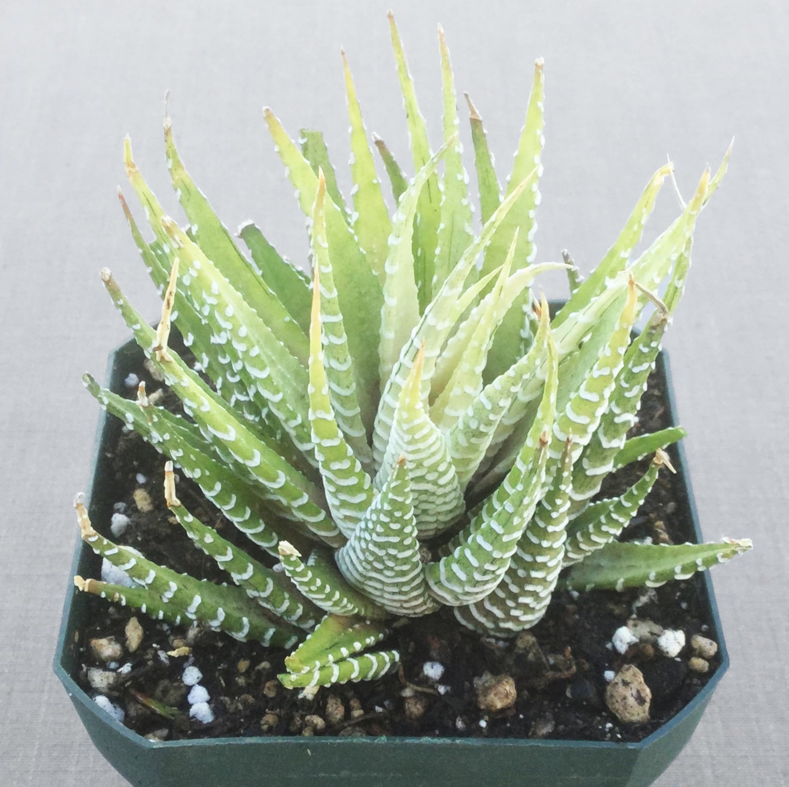Haworthia Fasciata, Variegated Zebra Plant, Live Succulent, Live ...