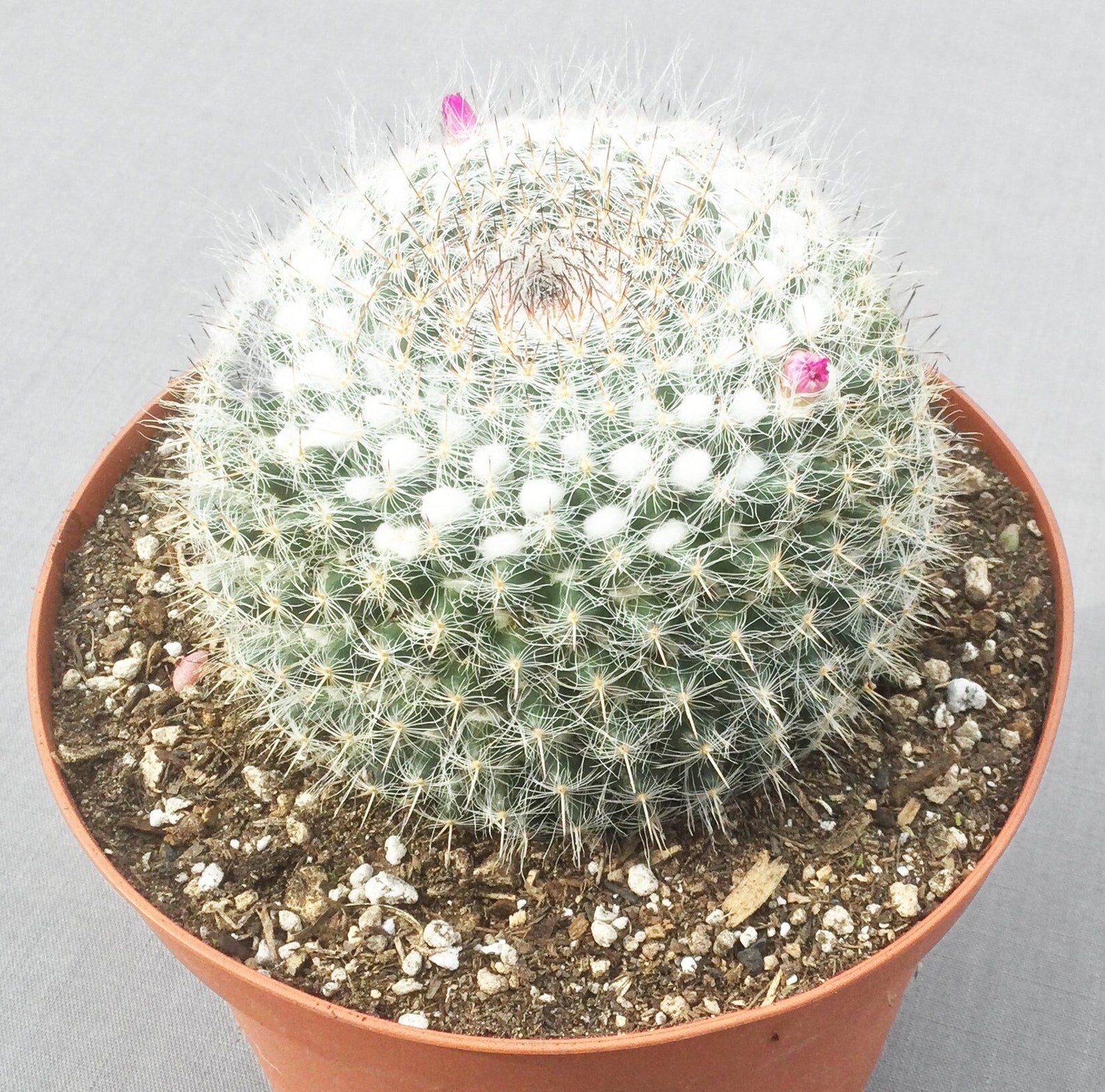 4 Mammillaria Hahniana Old Lady Cactus Live Succulent - Etsy