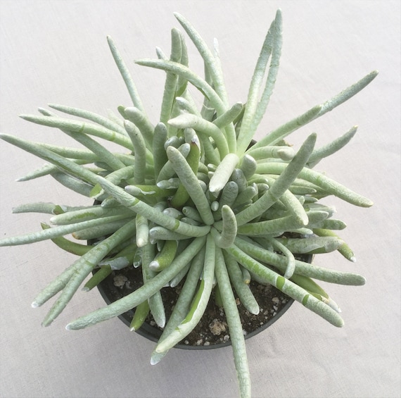 Coral Senecio