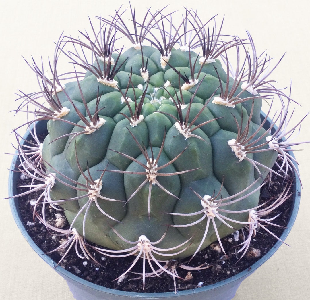 Large Gymnocalycium Saglionis, Giant Chin Cactus, Live Succulent Plant ...