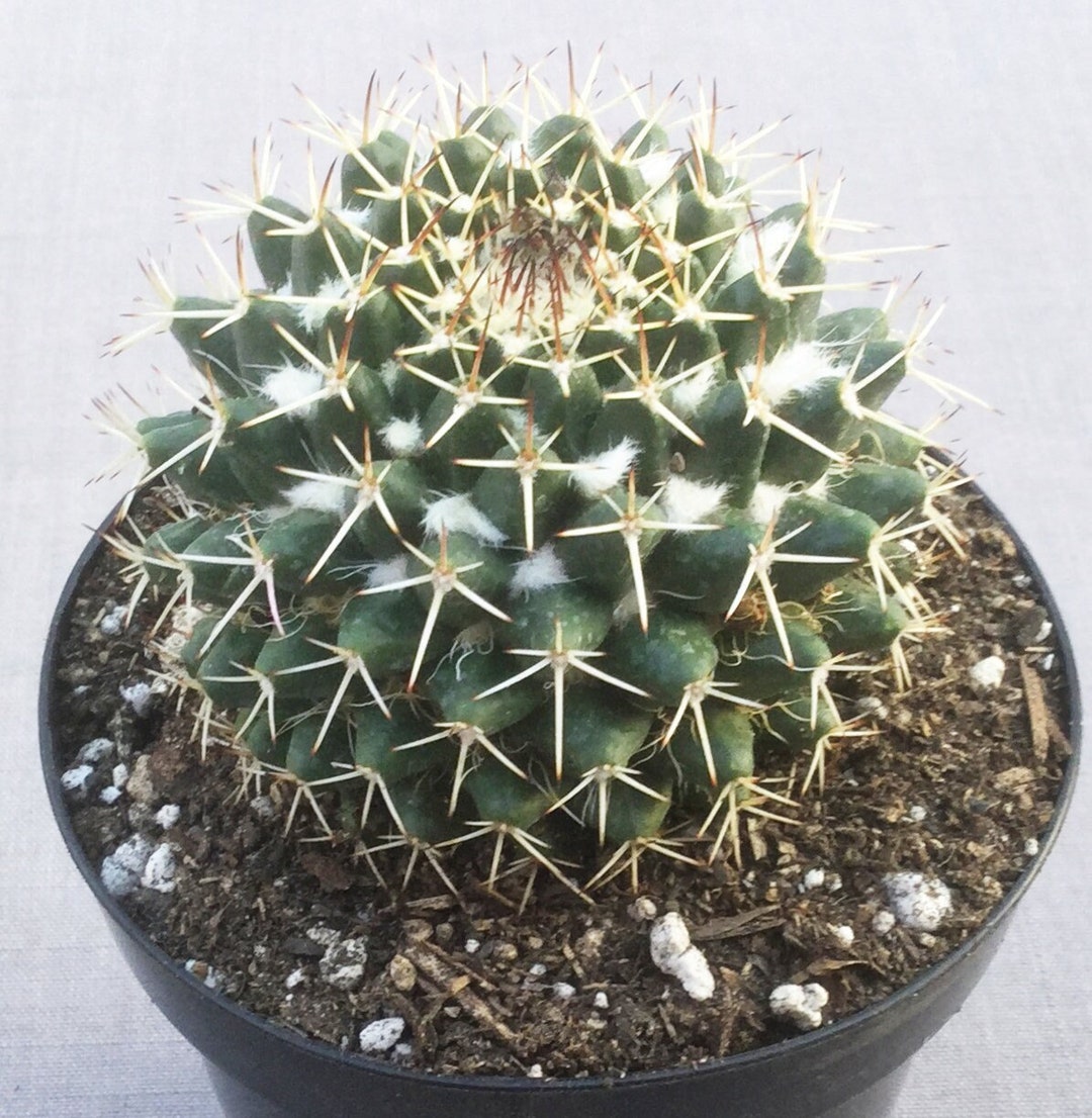 Medium Mammillaria Nejapensis, Silver Arrows Cactus, Live Succulent ...