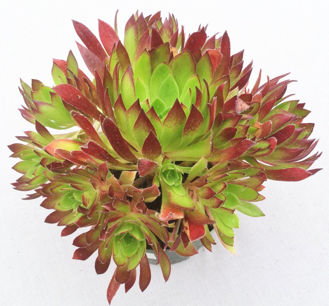 8" Aeonium Merlot, Merlot Pinwheels, Live Succulent, Live Succulent ...