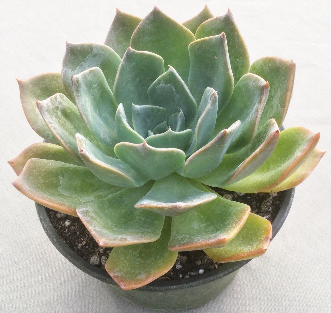 6" Blue Prince Echeveria, Live Succulent Plant, Succulent, Succulents ...