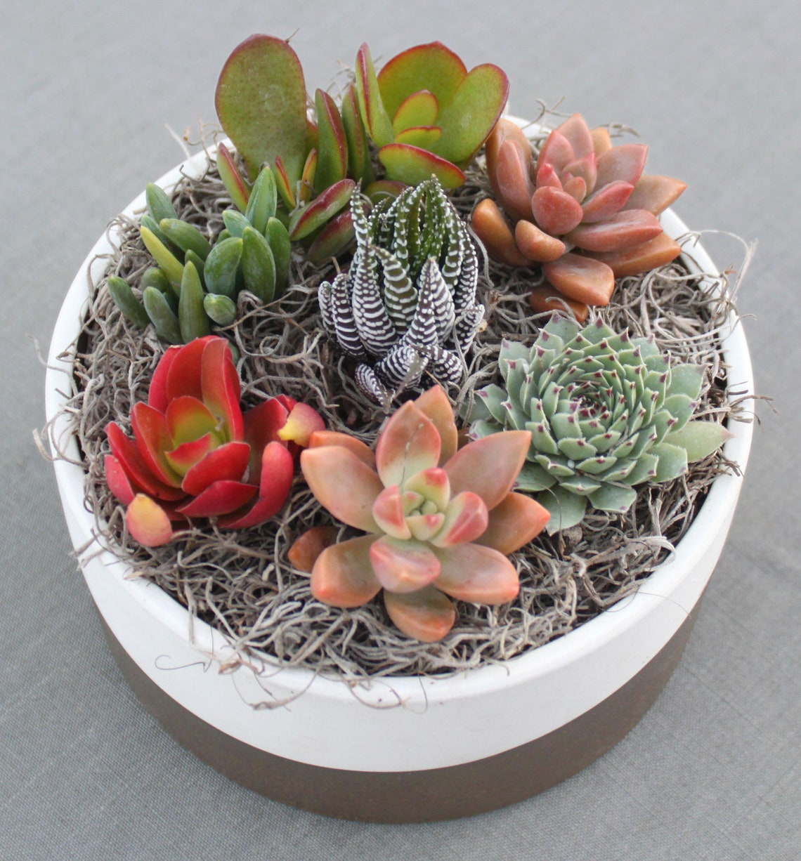 Live Succulent Arrangement in Two-tone Ceramic Bowl, Succulent Planter ...