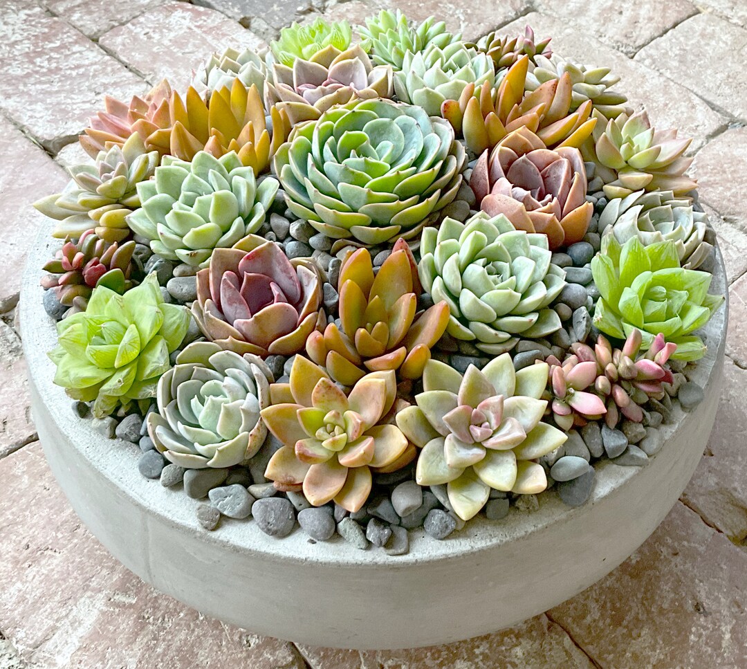 Extra LARGE Colorful Live Succulent Arrangement in Contemporary Cement ...