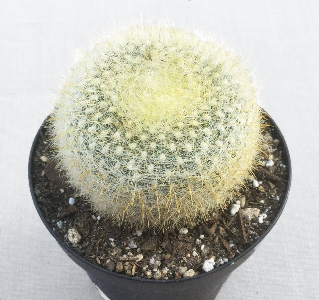 Medium Notocactus Graessneri Cactus, Live Succulent Plant, Live Cactus ...
