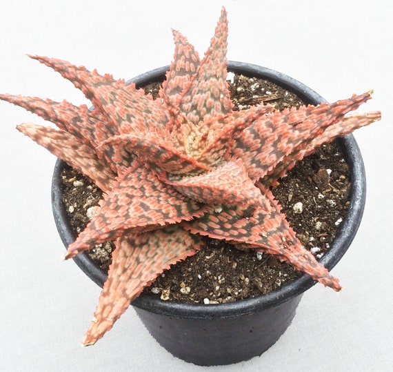 6 Aloe firecracker Live Succulent Plant - Etsy
