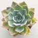6" Blue Prince Echeveria, Live Succulent Plant, Succulent, Succulents ...