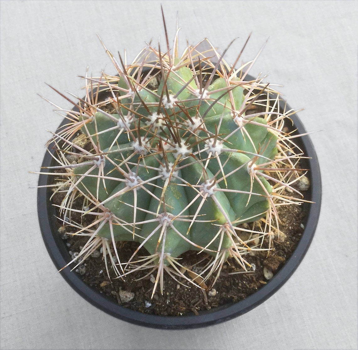 Melocactus Azureus: Blue Turk's Cap Cactus, 3" Live Cactus - Etsy