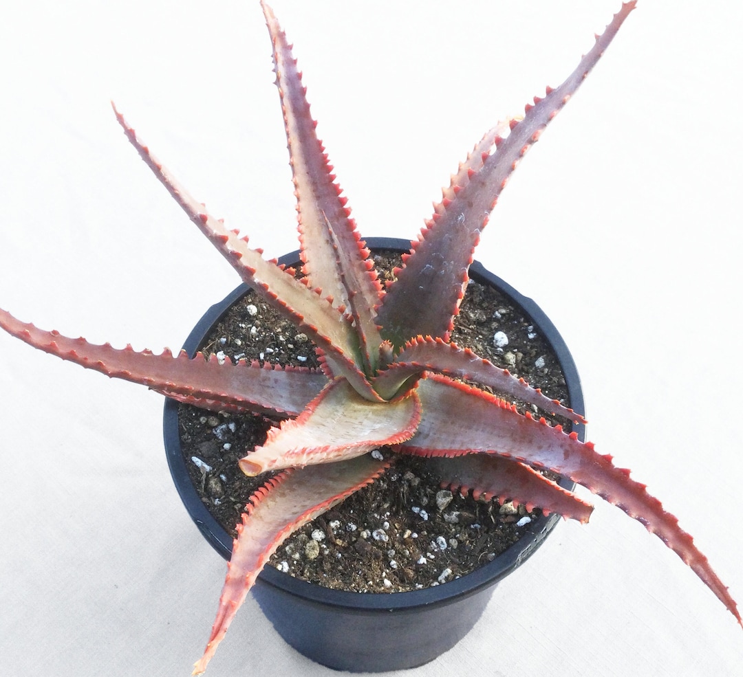 12" Swordfish Aloe, Live Succulent Plant, Rare Aloe, Rare Succulent ...