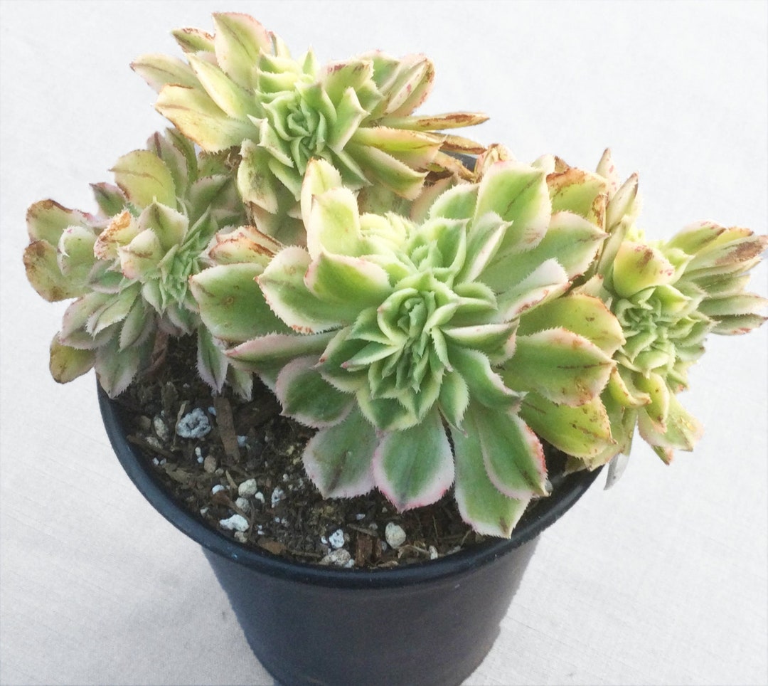 8" X 5" Crested Aeonium Sunburst, Crested Sunburst Aeonium, Live ...